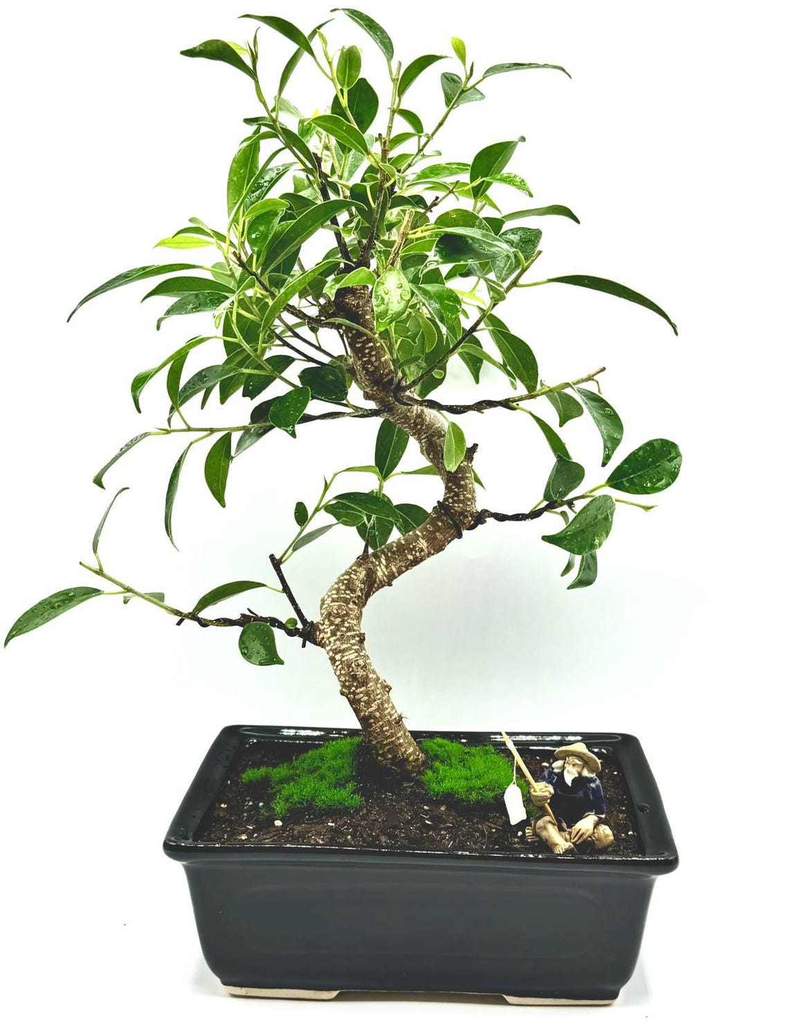 Spiraling Ficus Bonsai Tree: Handmade Indoor Living Art - Etsy