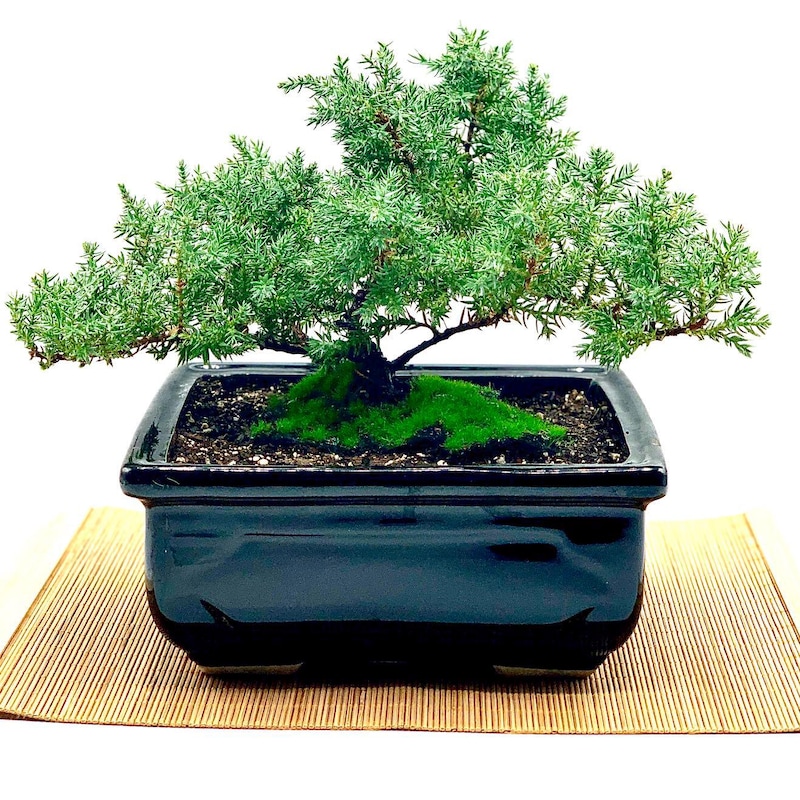 Juniper Home Decor - Etsy