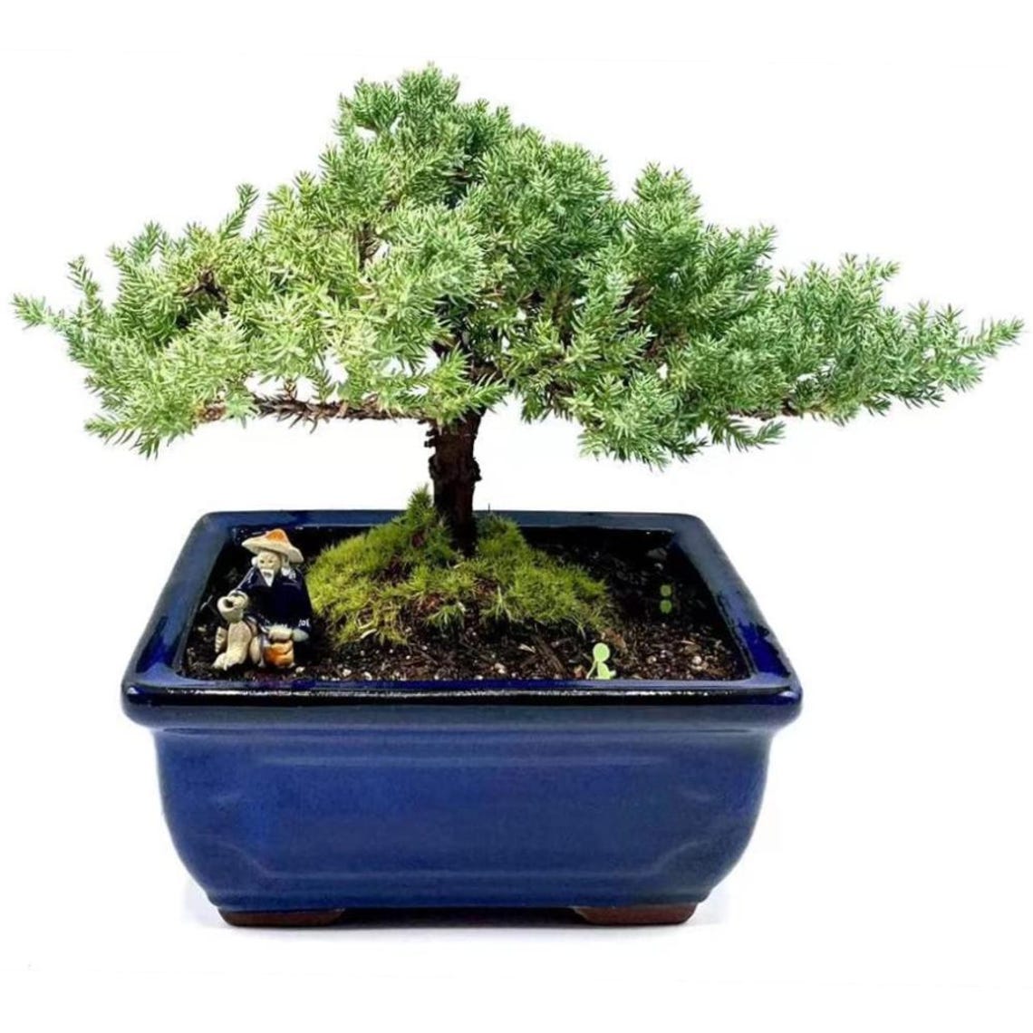 Live Dwarf Juniper Bonsai Tree: Handcrafted Japanese Pine With ...