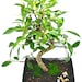 Spiraling Ficus Bonsai Tree: Handmade Indoor Living Art - Etsy