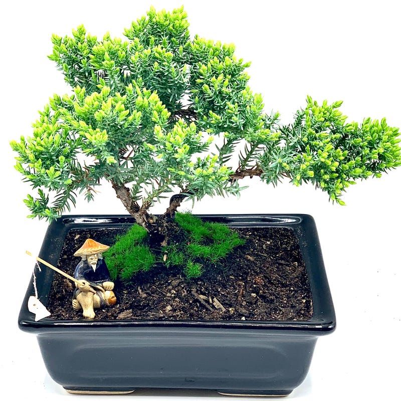 Tree Indoor Low Light - Etsy