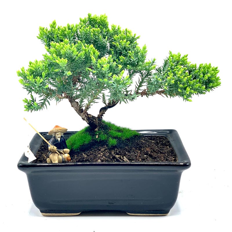 Bonsai Figurines - Etsy