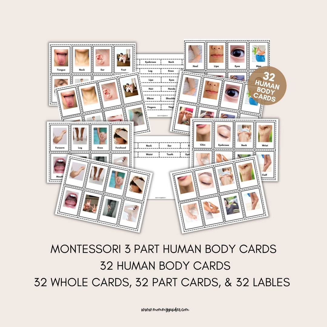 Montessori 3 Part Human Body Flash Cards, Human Body Educational ...