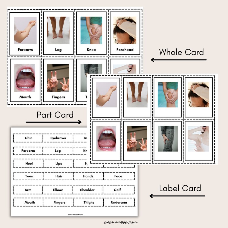 Montessori 3 Part Human Body Flash Cards, Human Body Educational ...