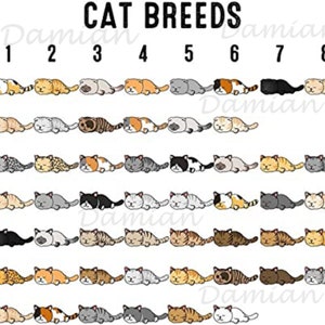 Personalized Chibi Girl Pet Sleepshirt, Official Cat Sleep Shirt, Funny ...