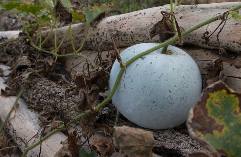 Puhul Dosi Candied Winter Melon Petha Candy Preserved Melon - Etsy