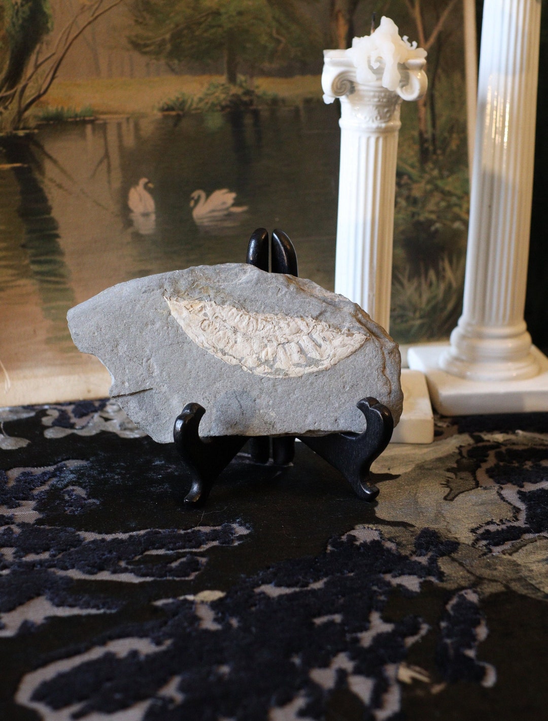 Preserved Ammonite Fossil Fragment Piece Crushed on Shale UK | Display ...