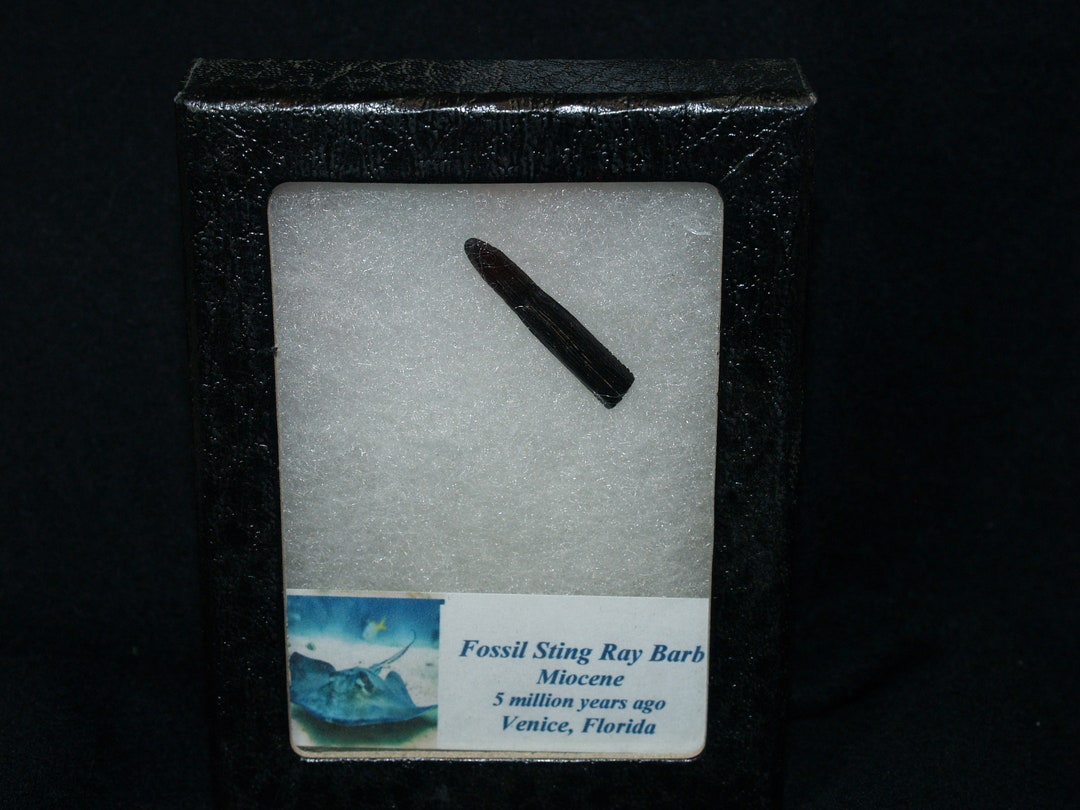 Fossil Sting Ray Barb (app. 5 Mil. Yrs.) - Etsy