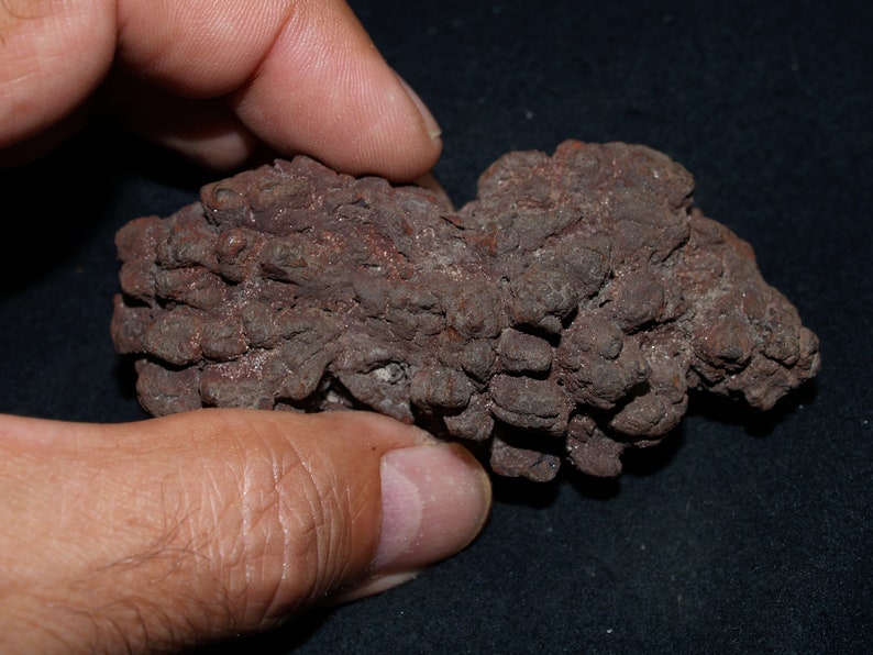 Fossil Turtle Coprolite turtle Poop - Etsy