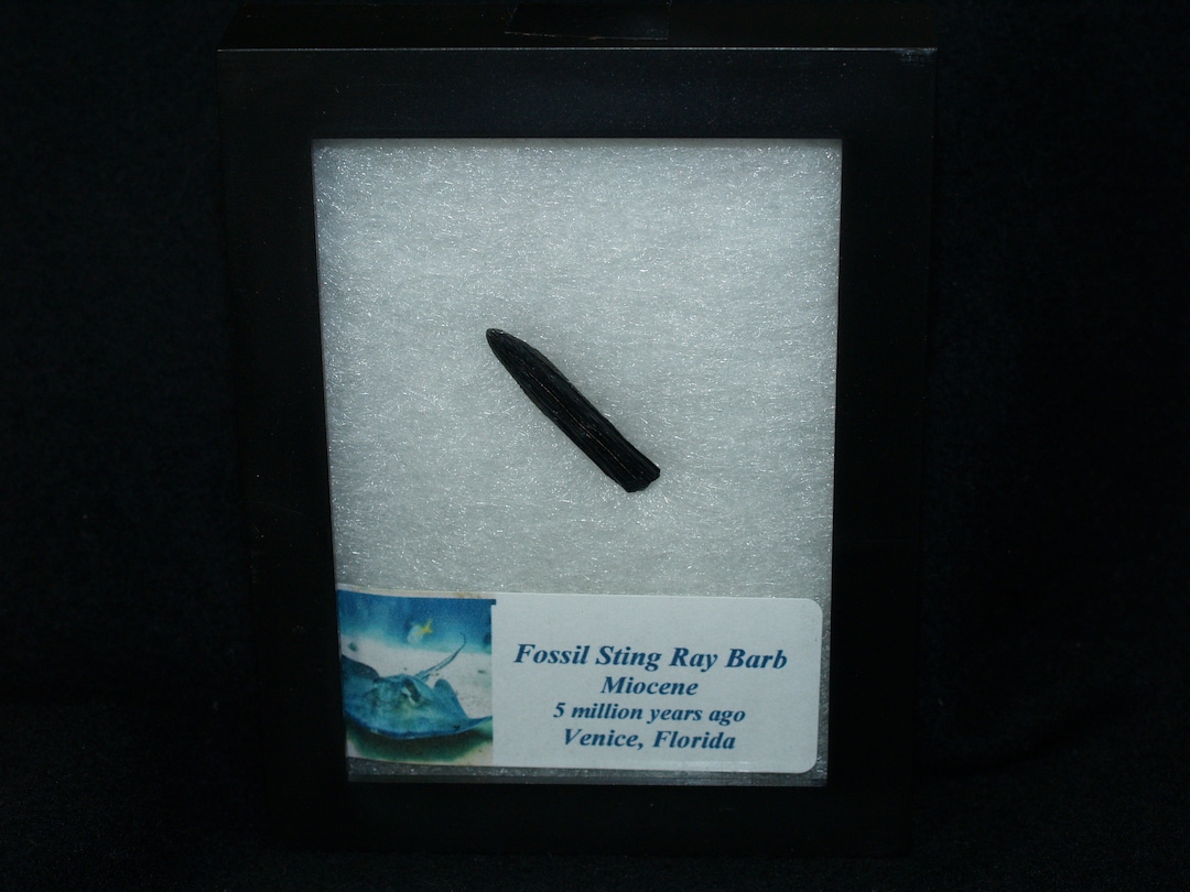 Fossil Sting Ray Barb (app. 5 Mil. Yrs.) - Etsy UK