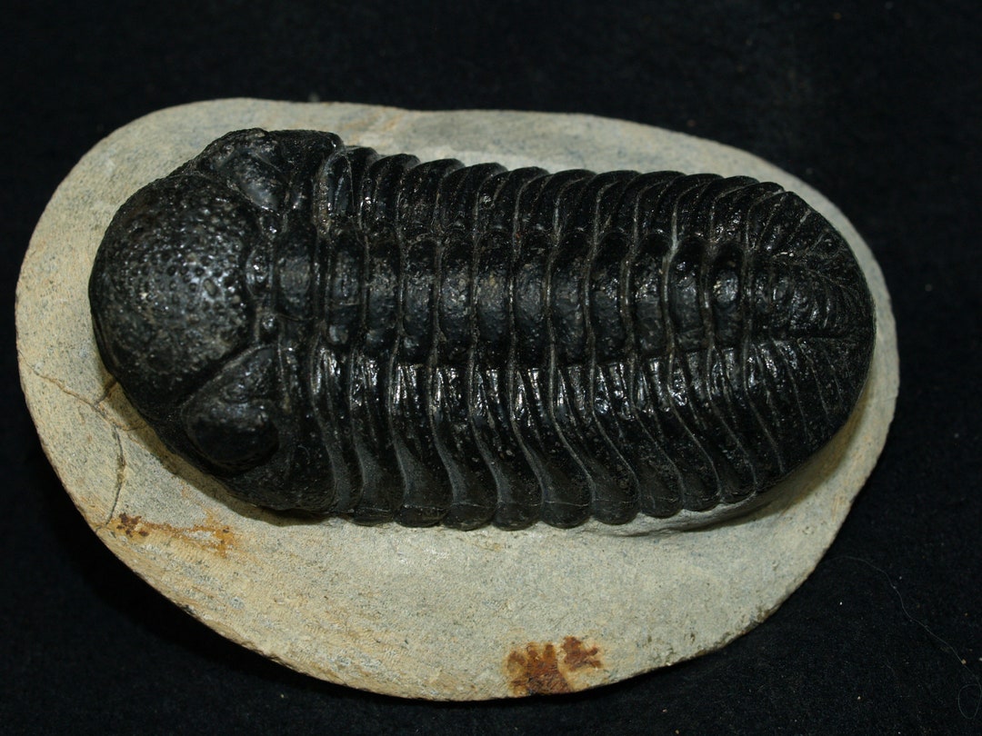 Genuine Fossil Trilobite (phacops Morocops Sp.) - Etsy