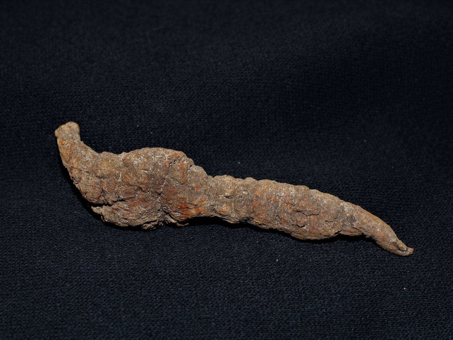 Fossil Turtle Coprolite turtle Poop | Etsy