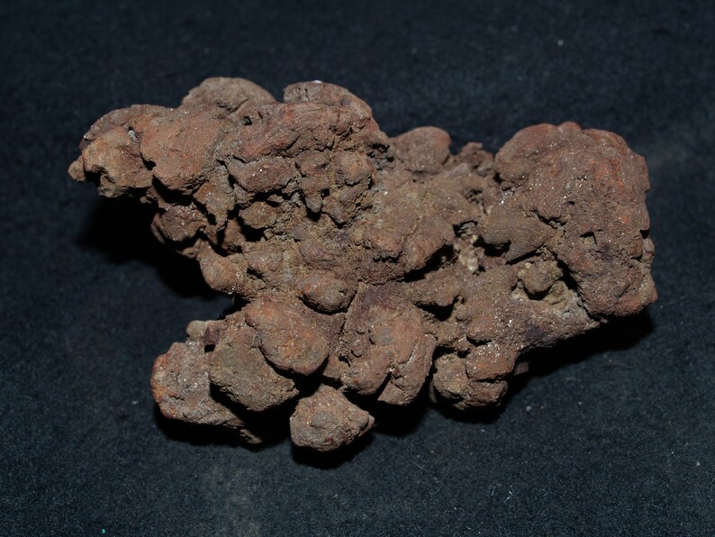Fossil Turtle Coprolite turtle Poop - Etsy