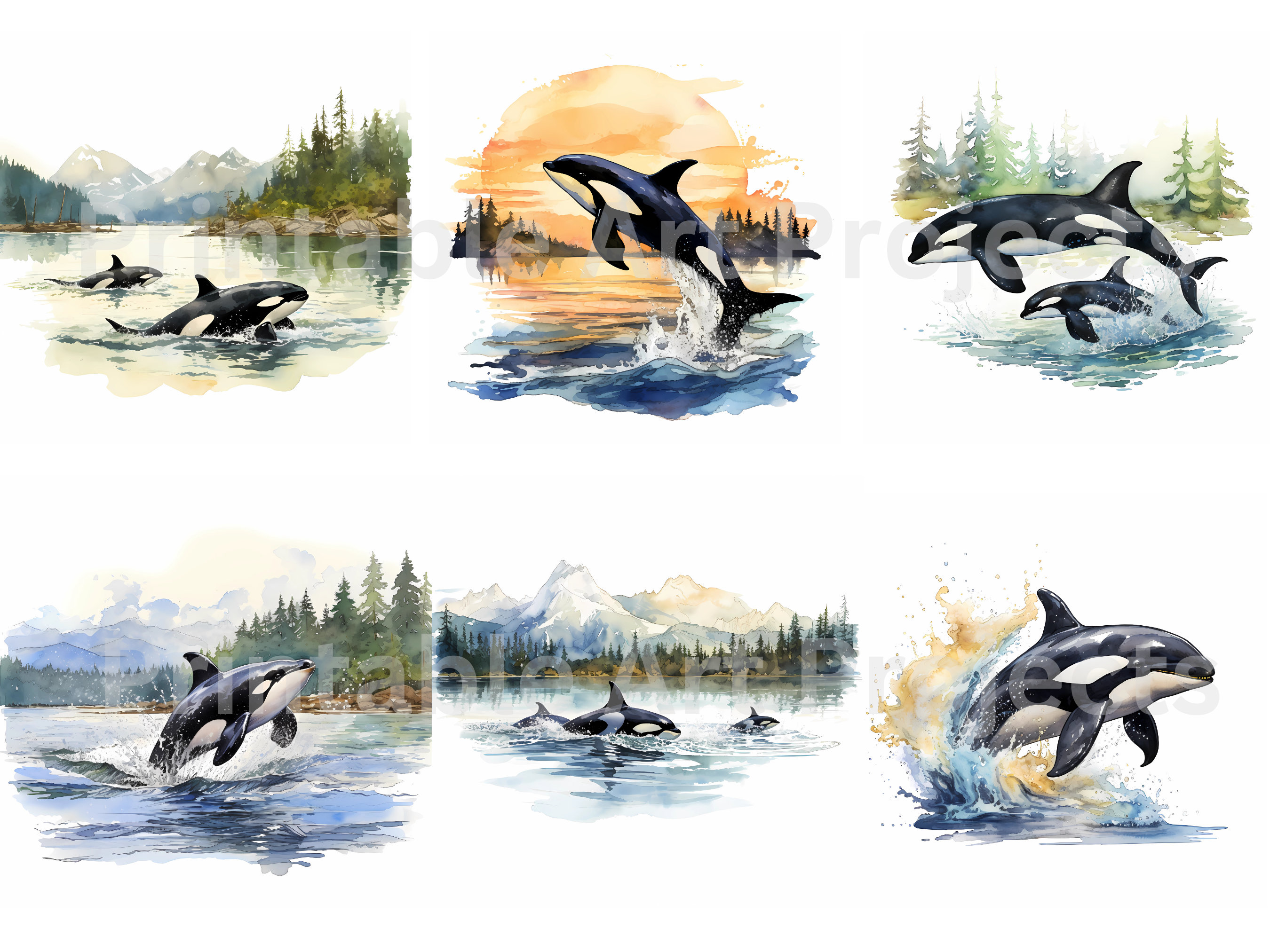 Orca Killer Whale Clip Art, 20 High Quality 300 Dpi Jpgs - Watercolor ...