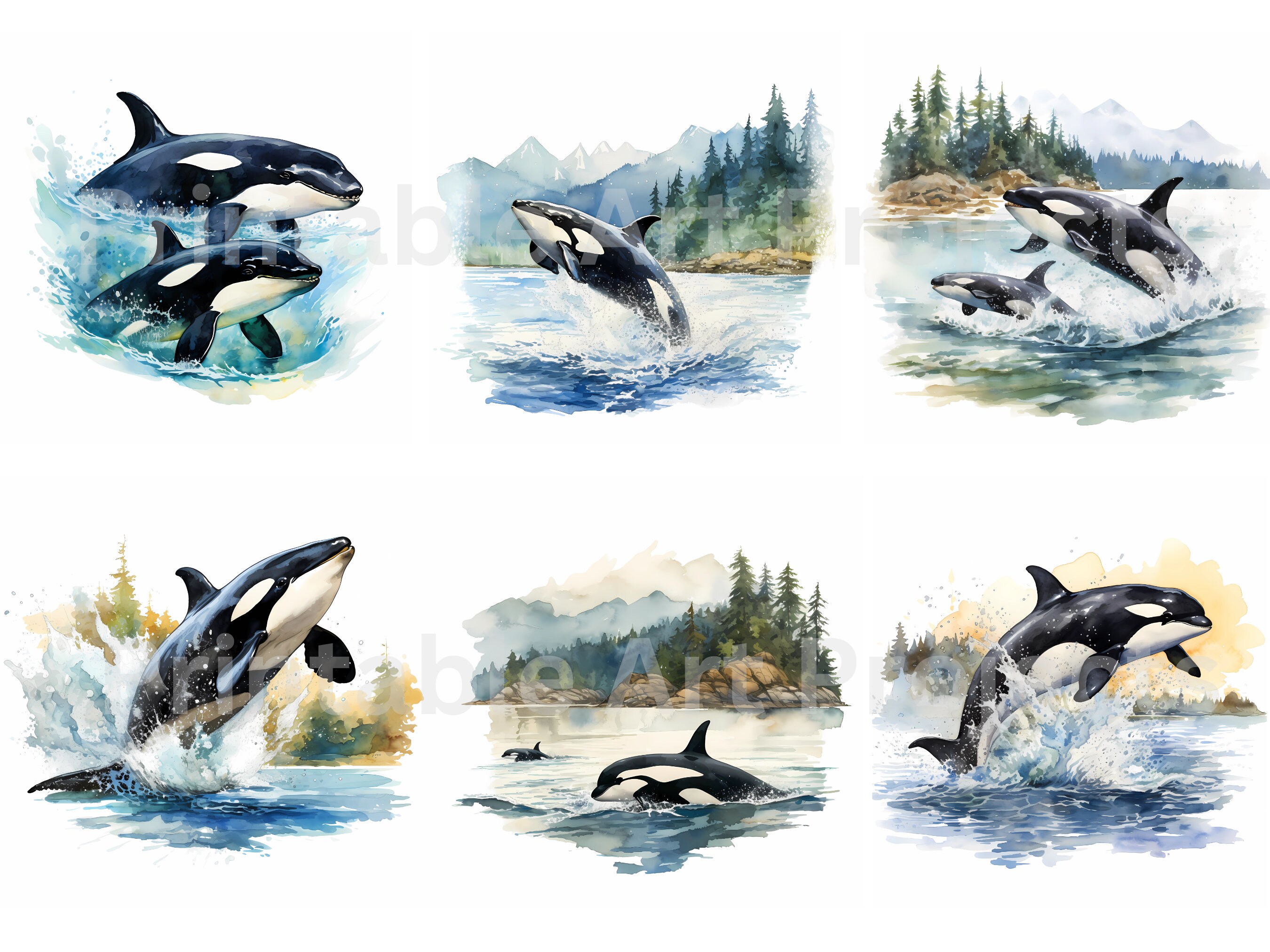Orca Killer Whale Clip Art, 20 High Quality 300 Dpi Jpgs - Watercolor ...