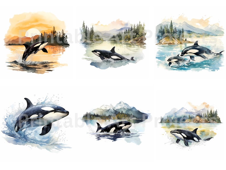 Orca Killer Whale Clip Art, 20 High Quality 300 Dpi Jpgs - Watercolor ...