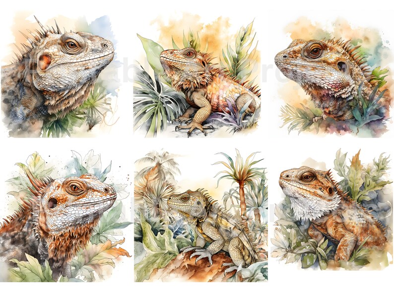20 Bearded Dragon Clipart High Quality 4096x4096 Px JPG Donkey ...