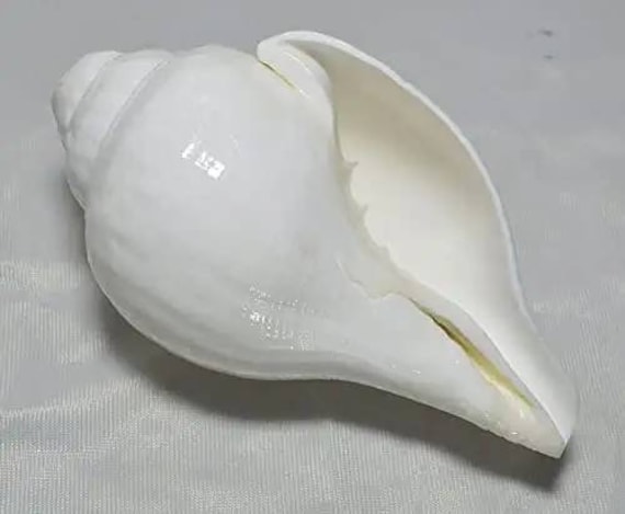 Sangu Valampuri Vamvarti Conch Shells Pooja Shankh Loud | Etsy
