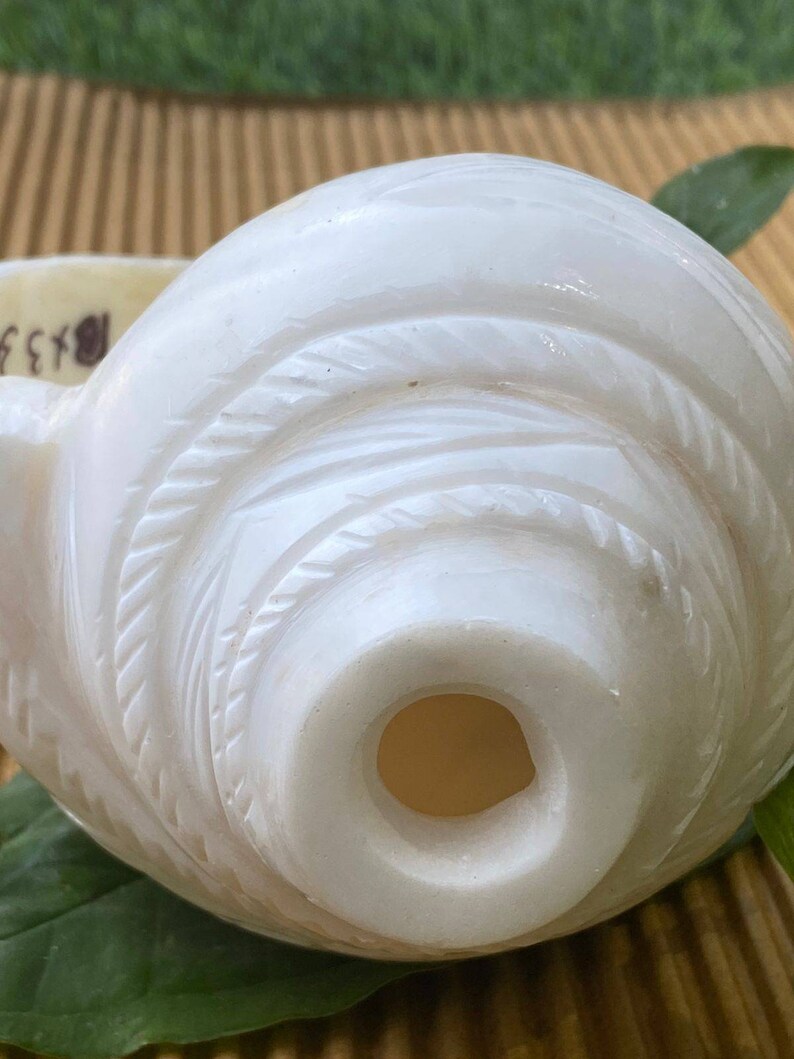 Puja Conch Shell You Have to Blow Into This Shell It Makes a - Etsy