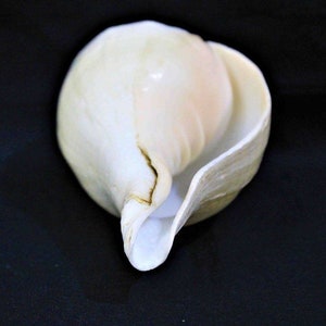 Pooja Shankh Loud Blowing Vamavarti Shankh Left Handed White Conch ...