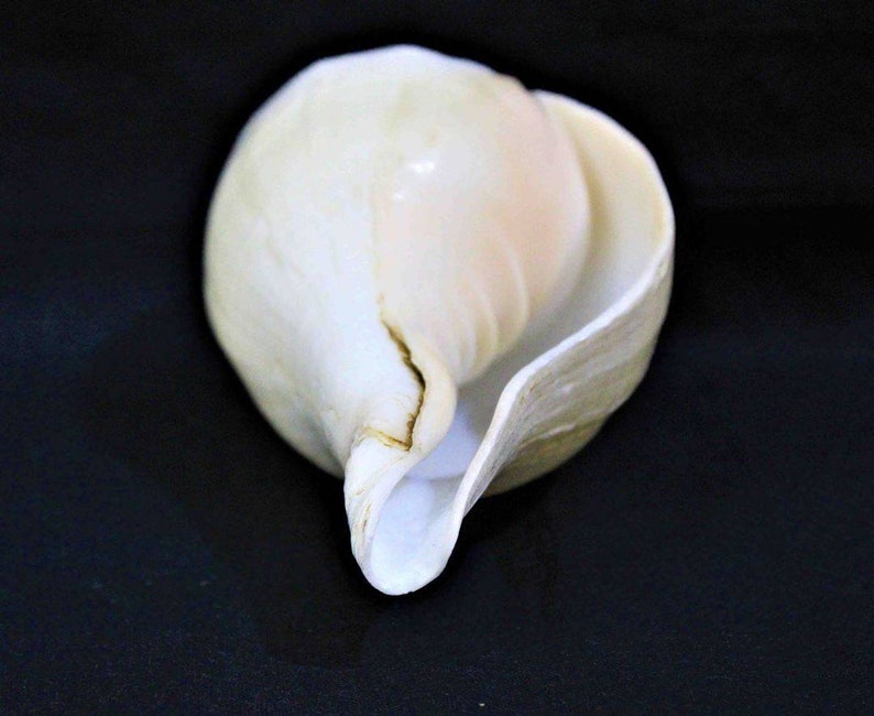 Pooja Shankh Loud Blowing Vamavarti Shankh Left Handed White | Etsy