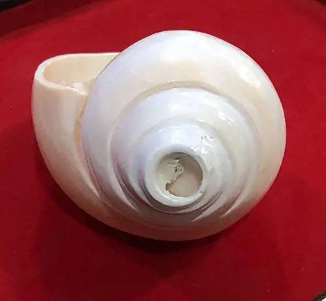 Pooja Shankh Loud Blowing Vamavarti Shankh Left Handed White | Etsy