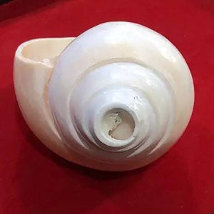 Pooja Shankh Loud Blowing Vamavarti Shankh Left Handed White Conch ...