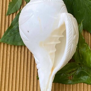 Puja Conch Shell, You Have to Blow Into This Shell, It Makes a ...