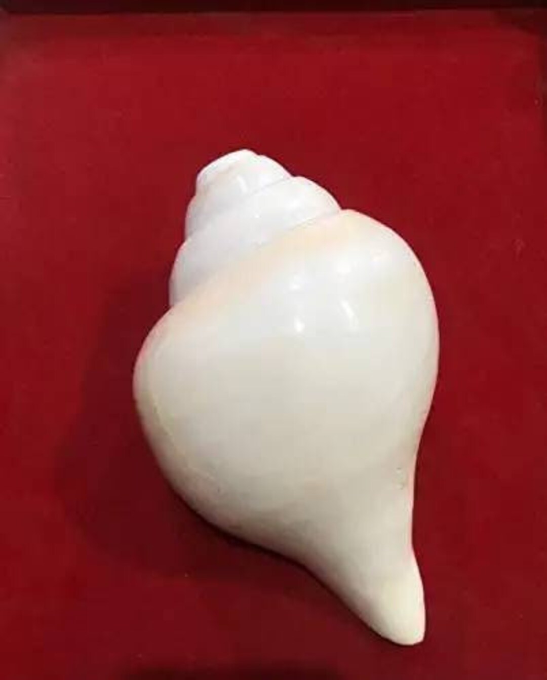 Pooja Shankh Loud Blowing Vamavarti Shankh Left Handed White Conch ...