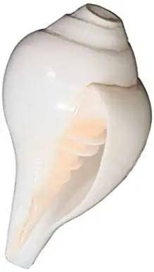 Natural White Puja Blowing Shankh Conch Shell Hindu Religion | Etsy