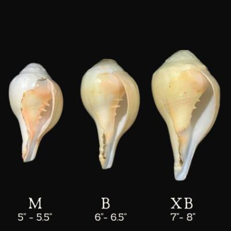 Pooja Shankh Loud Blowing Vamavarti Shankh Left Handed White | Etsy