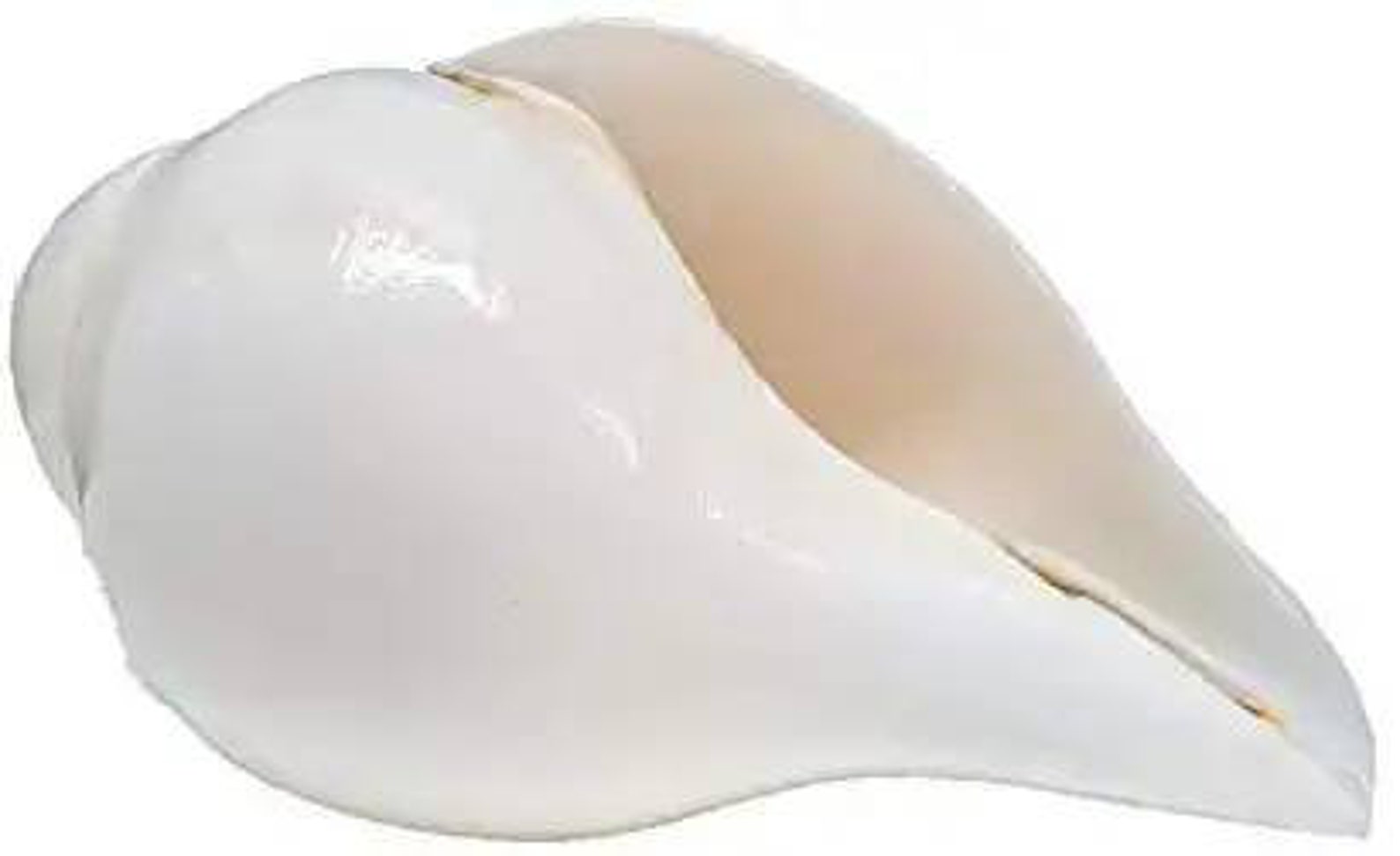 Natural White Puja Blowing Shankh Conch Shell Hindu Religion Pooja Use ...