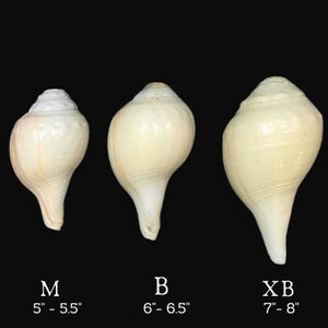 Pooja Shankh Loud Blowing Vamavarti Shankh Left Handed White Conch ...