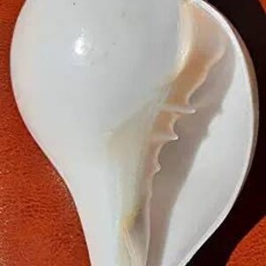 Natural White Puja Blowing Shankh Conch Shell Hindu Religion Pooja Use ...