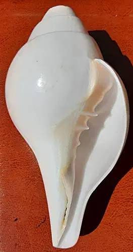 Natural White Puja Blowing Shankh Conch Shell Hindu Religion | Etsy