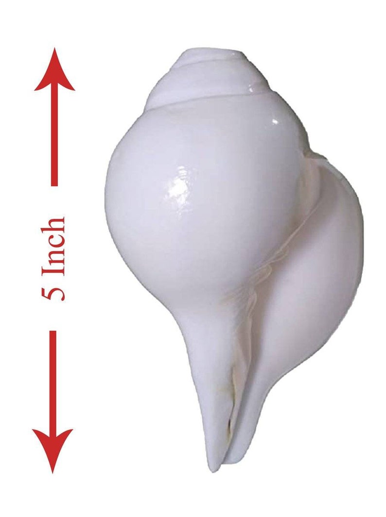 Natural White Puja Blowing Shankh Conch Shell Hindu Religion | Etsy