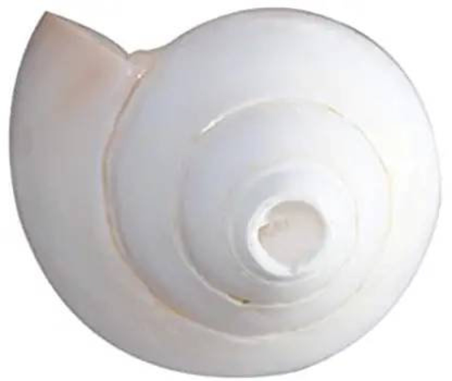 Natural White Puja Blowing Shankh Conch Shell Hindu Religion Pooja Use ...