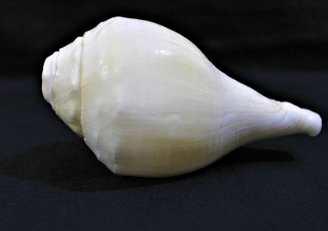 Pooja Shankh Loud Blowing Vamavarti Shankh Left Handed White Conch ...