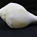 Pooja Shankh Loud Blowing Vamavarti Shankh Left Handed White Conch ...
