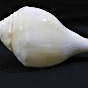 Pooja Shankh Loud Blowing Vamavarti Shankh Left Handed White Conch ...