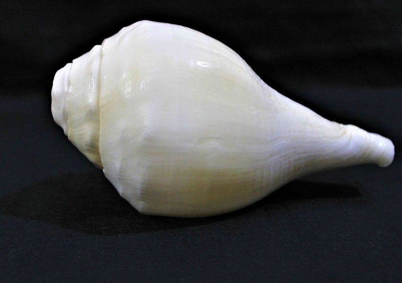 Pooja Shankh Loud Blowing Vamavarti Shankh Left Handed White | Etsy