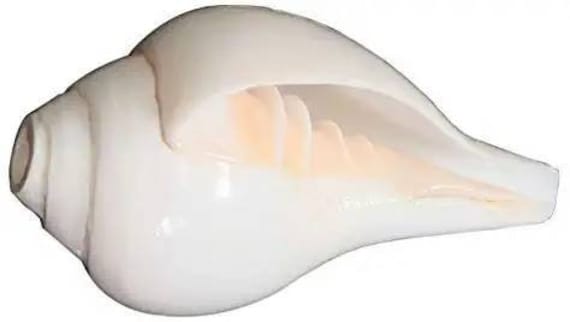 Natural White Puja Blowing Shankh Conch Shell Hindu Religion | Etsy