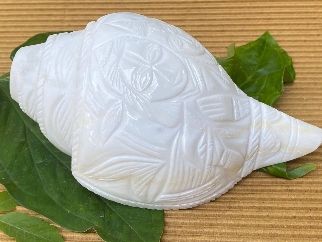Puja Conch Shell, You Have to Blow Into This Shell, It Makes a ...