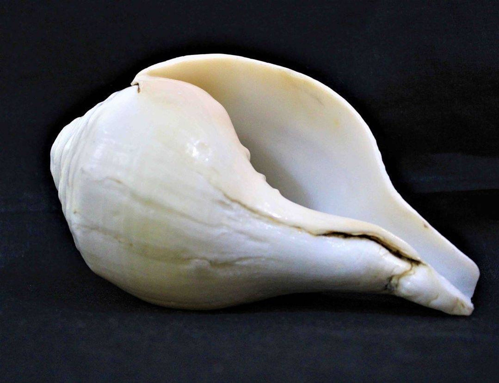 Pooja Shankh Loud Blowing Vamavarti Shankh Left Handed White - Etsy