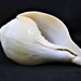 Pooja Shankh Loud Blowing Vamavarti Shankh Left Handed White Conch ...