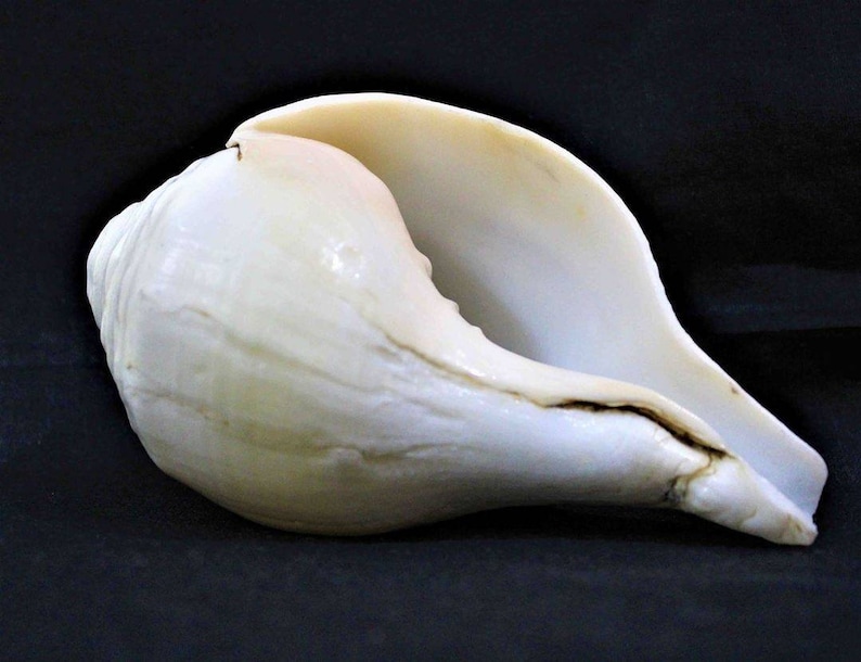 Pooja Shankh Loud Blowing Vamavarti Shankh Left Handed White | Etsy