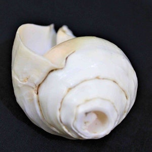 Pooja Shankh Loud Blowing Vamavarti Shankh Left Handed White Conch ...