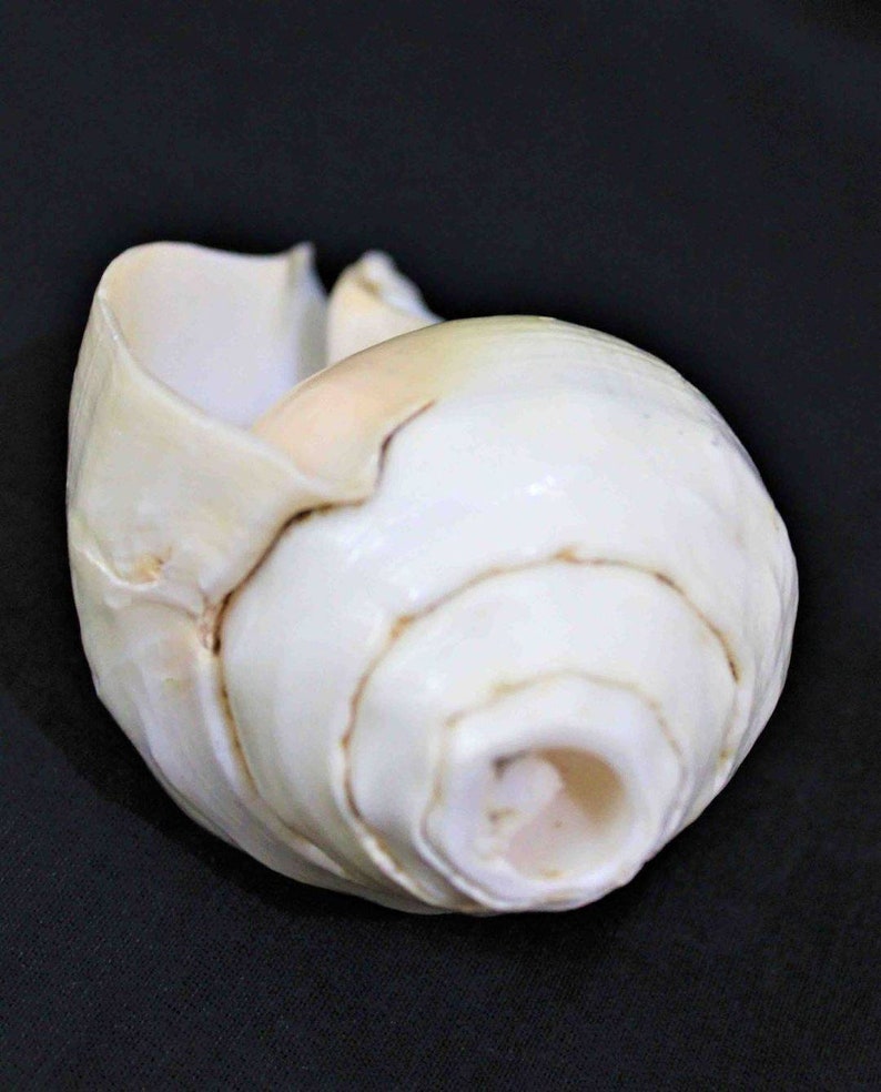 Pooja Shankh Loud Blowing Vamavarti Shankh Left Handed White | Etsy