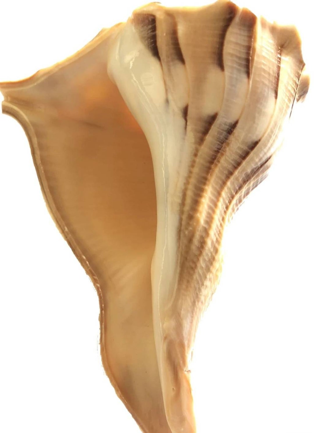 Dakshinavarti Shankh Lakshmi Shankh Laxmi Conch giant - Etsy