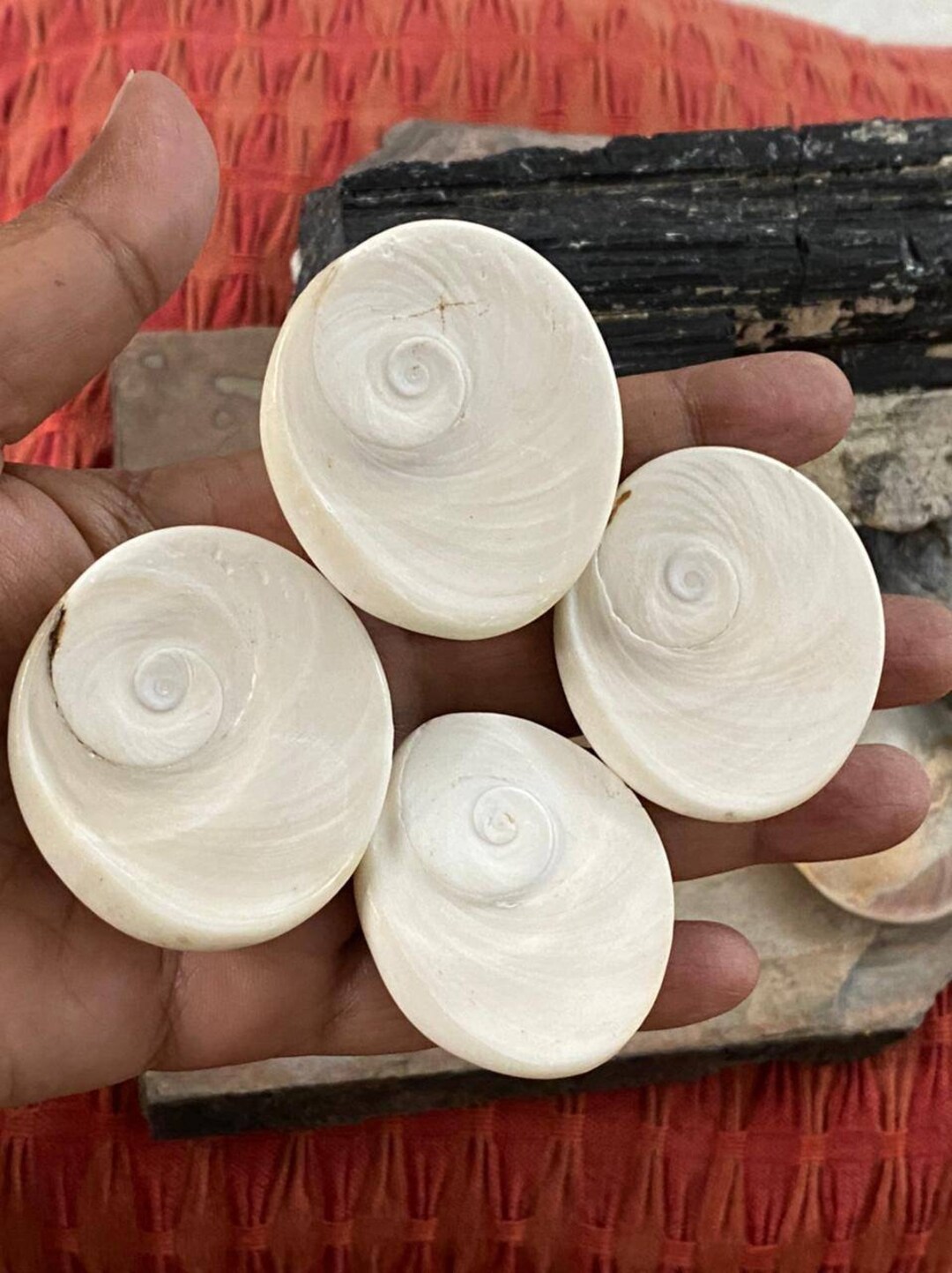 100% Natural Shiva Eye Cabochon,shiva Eye Gemstone, Spiral Shell ...